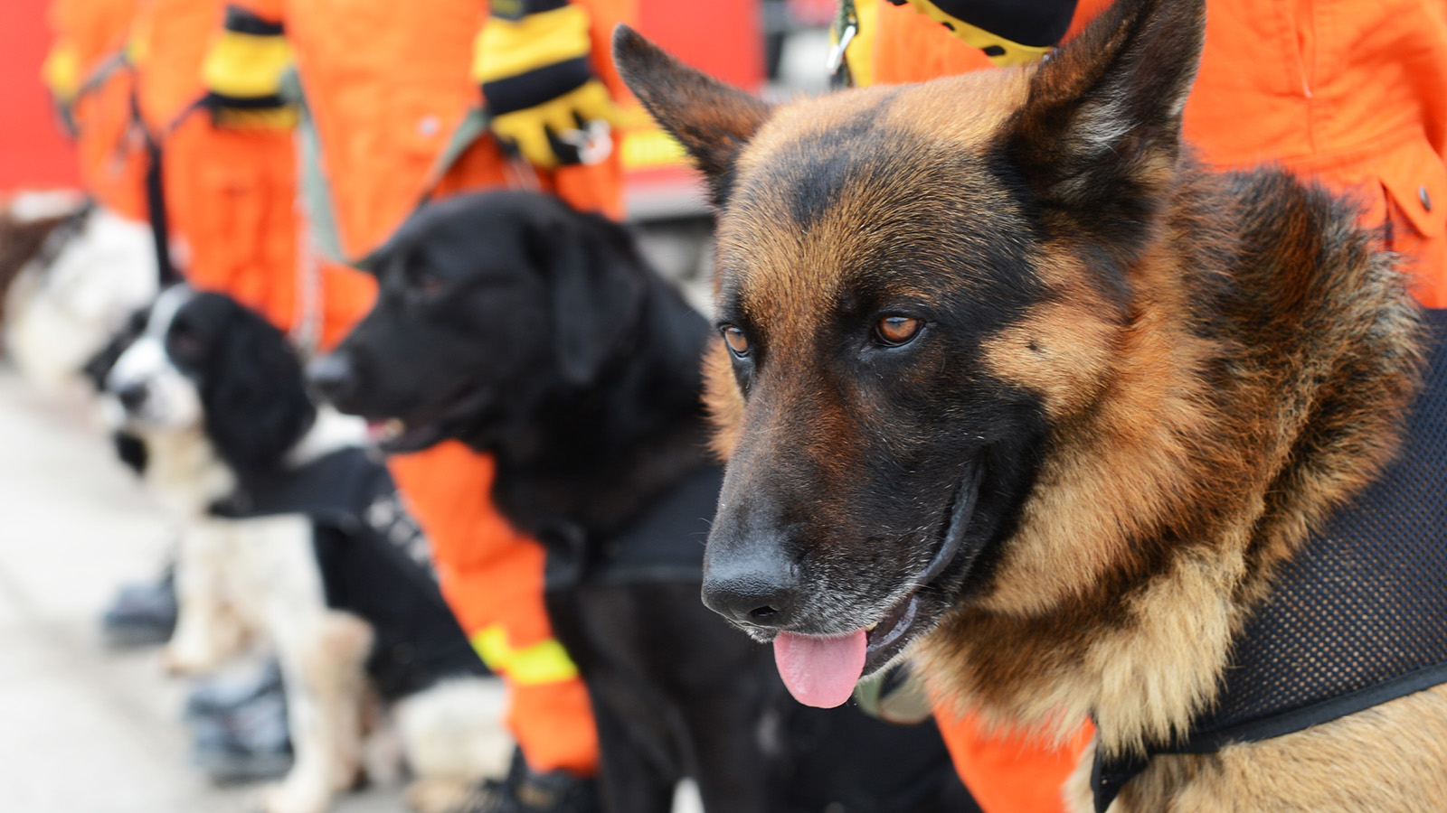 Senate Committee Advances Phillips-Hill’s Bill to Expand Service Dog ...